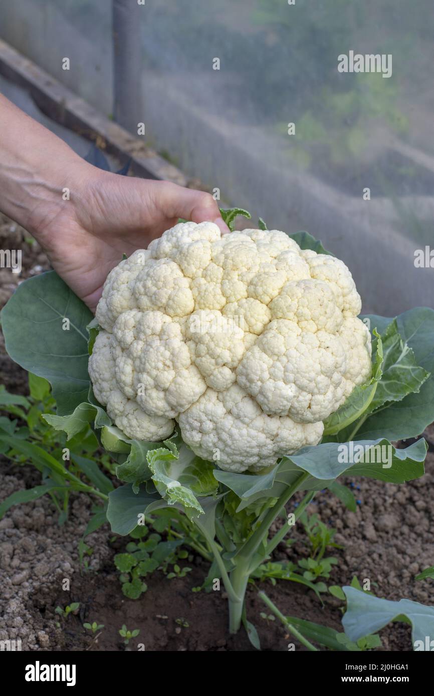 Women's hands holding freshly picked cauliflower (Brassica oleracea)in ...