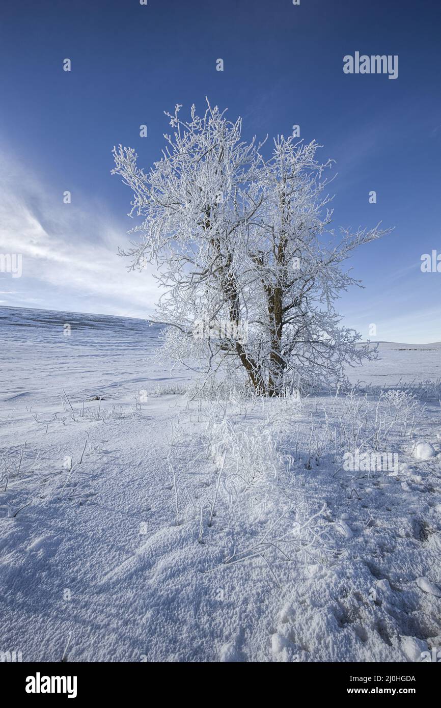 Snow field tree hi-res stock photography and images - Alamy