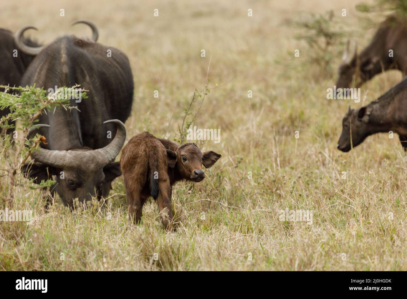 cape buffalo calf Stock Photo - Alamy