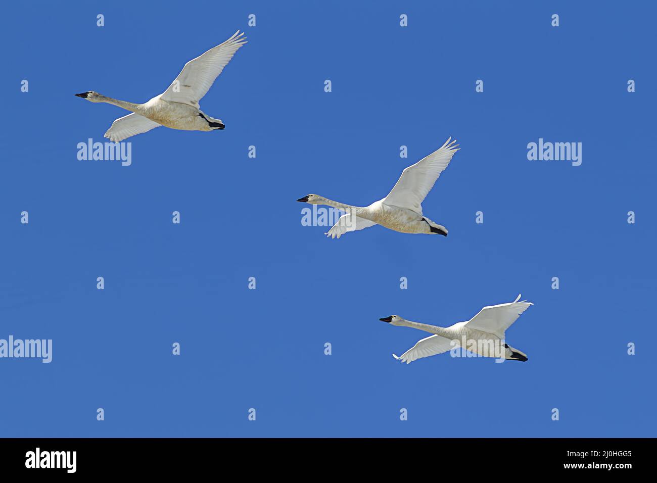Cygnus columbianus flying hi-res stock photography and images - Alamy