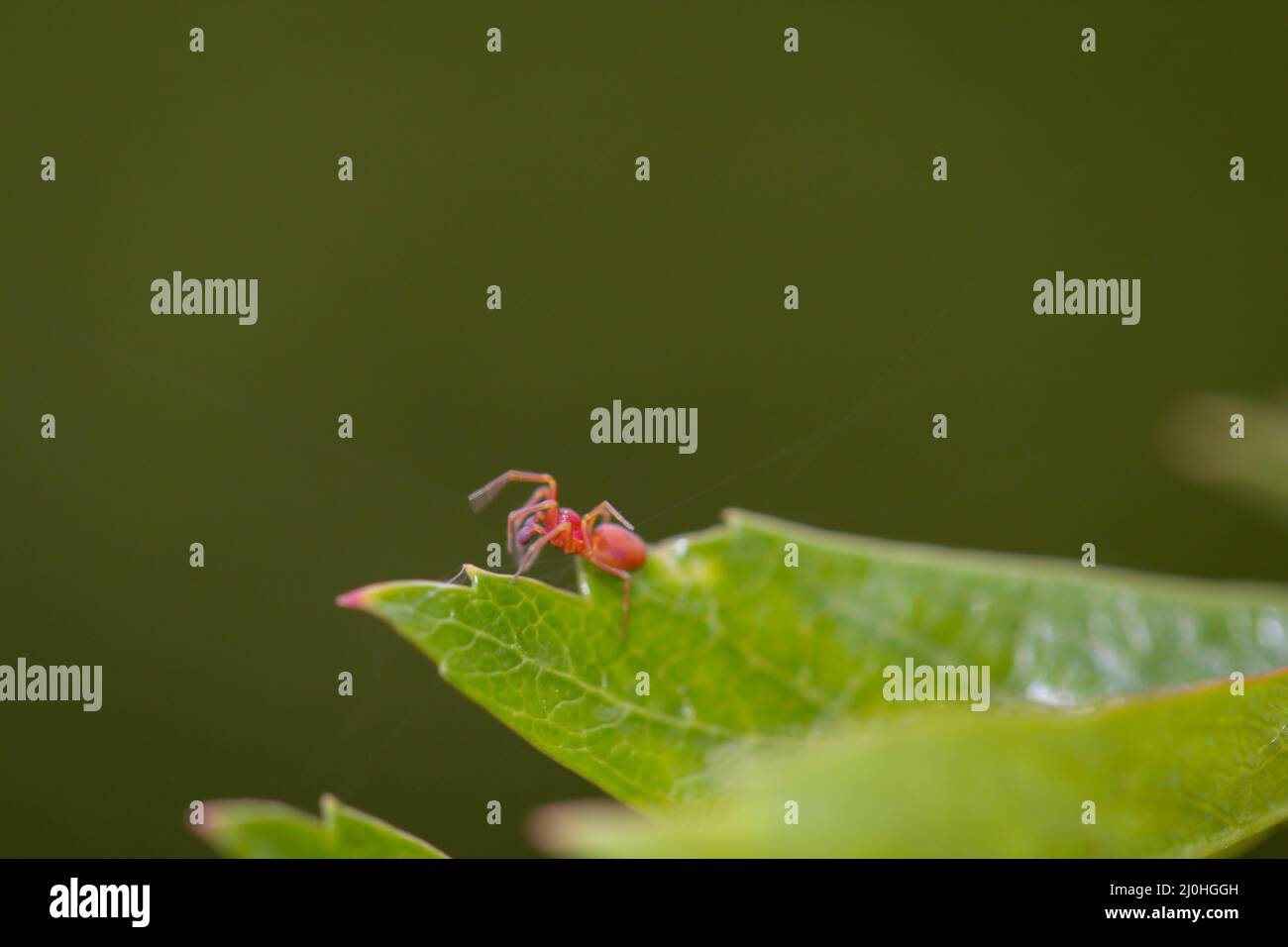 Little tiny hi-res stock photography and images - Alamy