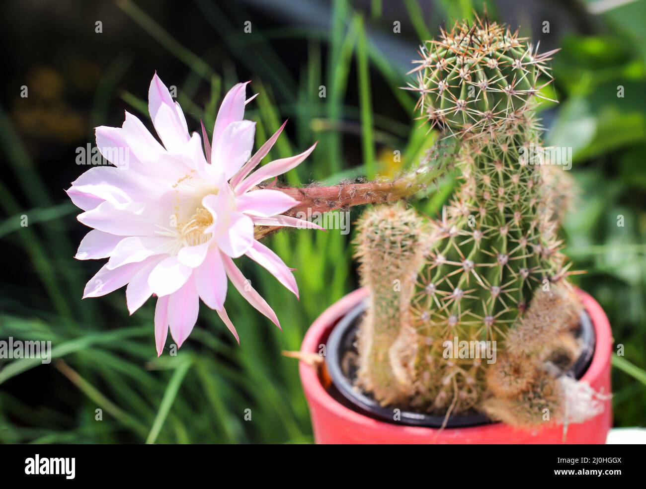 Portait of a fully open flower of a cactus Stock Photo - Alamy