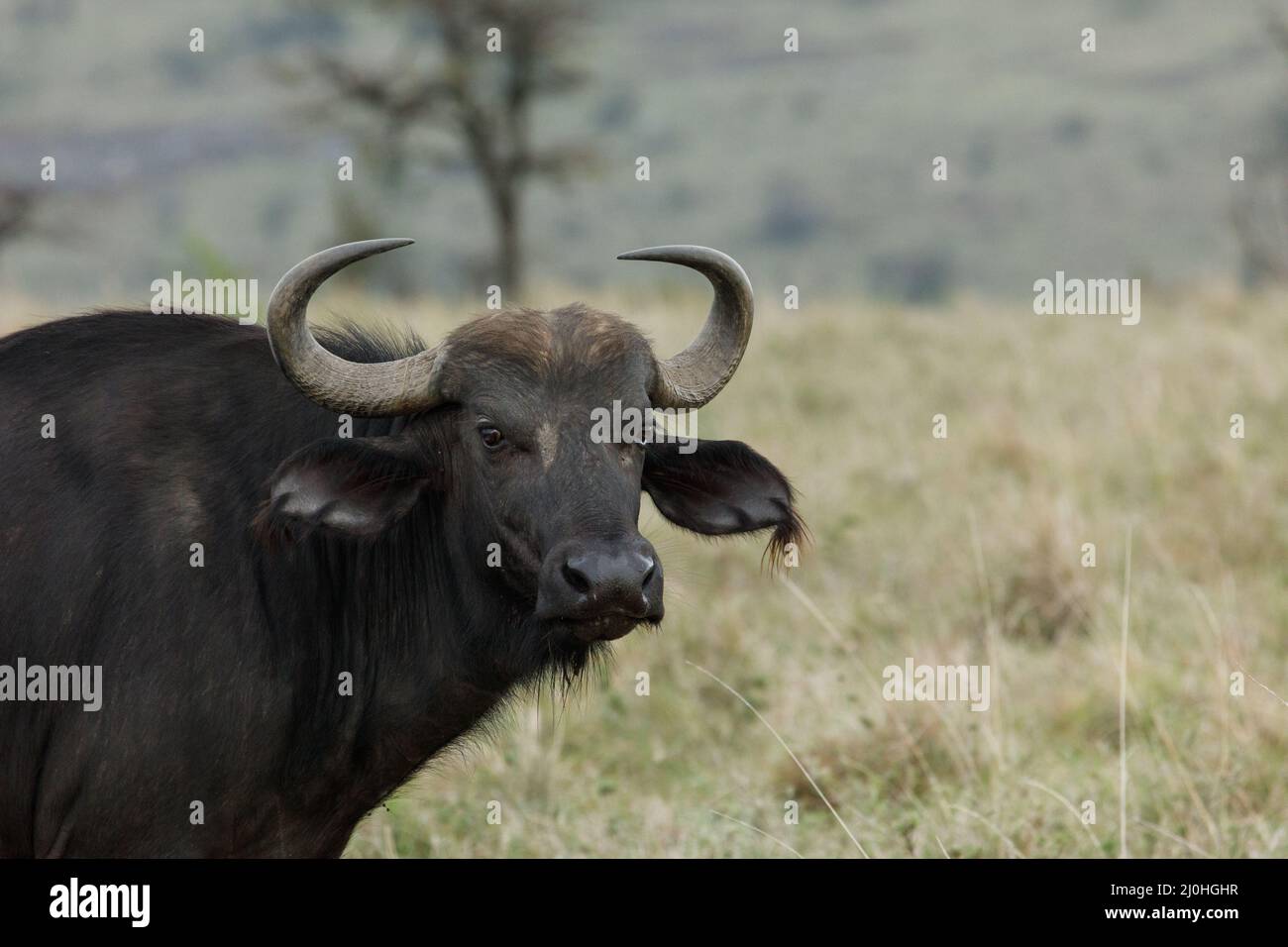 portrait of a cape buffalo Stock Photo - Alamy