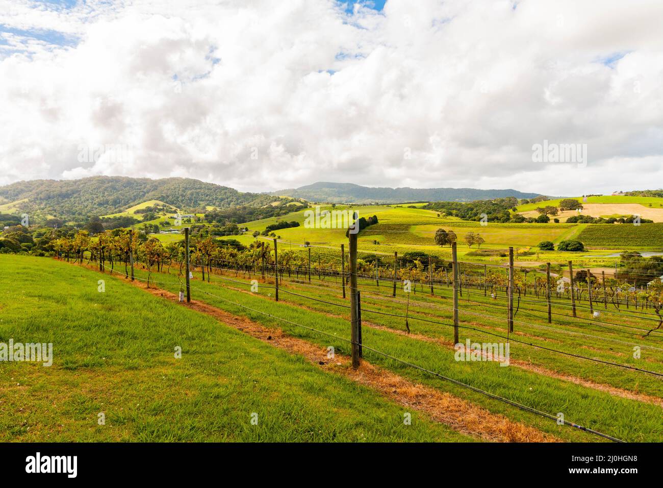 Crooked River Wines' vineyards in Gerringong, NSW Australia Stock Photo ...