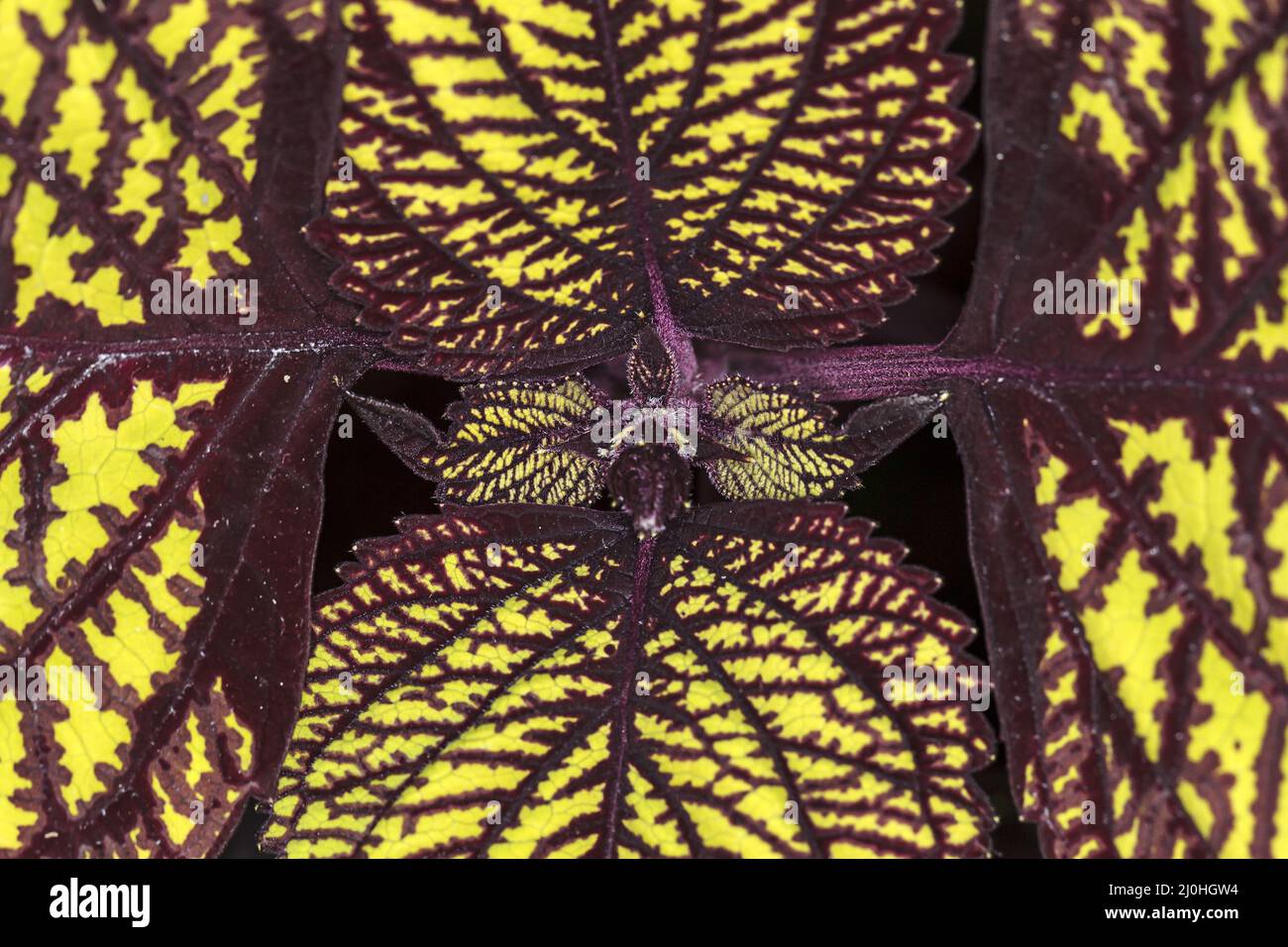 Fishnet stockings texture hi-res stock photography and images - Alamy