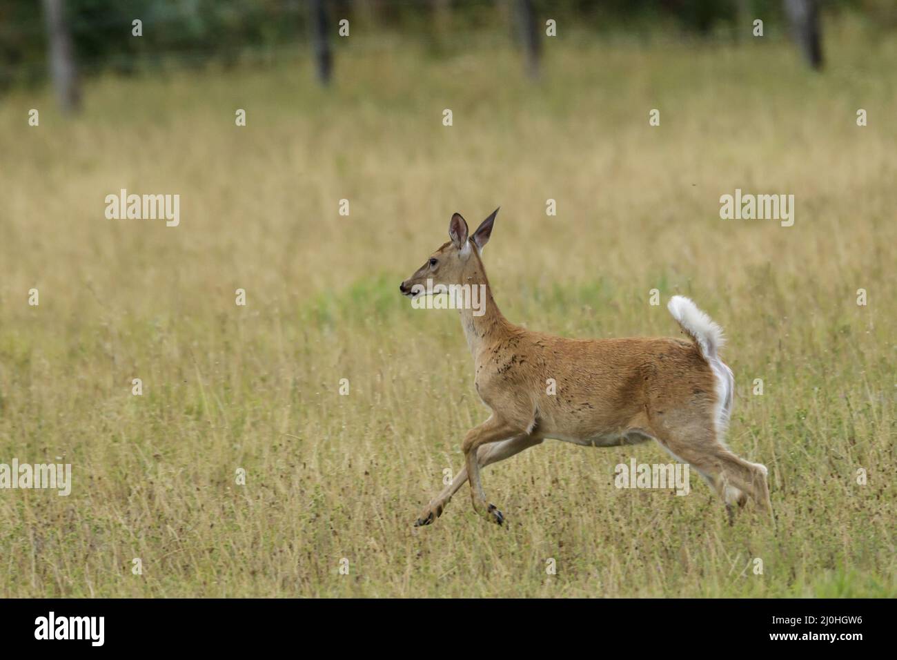 Running deer hi-res stock photography and images - Alamy