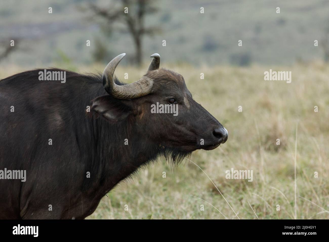 portrait of a cape buffalo Stock Photo - Alamy