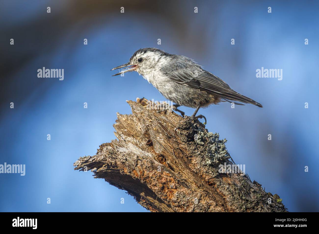 Wild animal chirping hi-res stock photography and images - Alamy