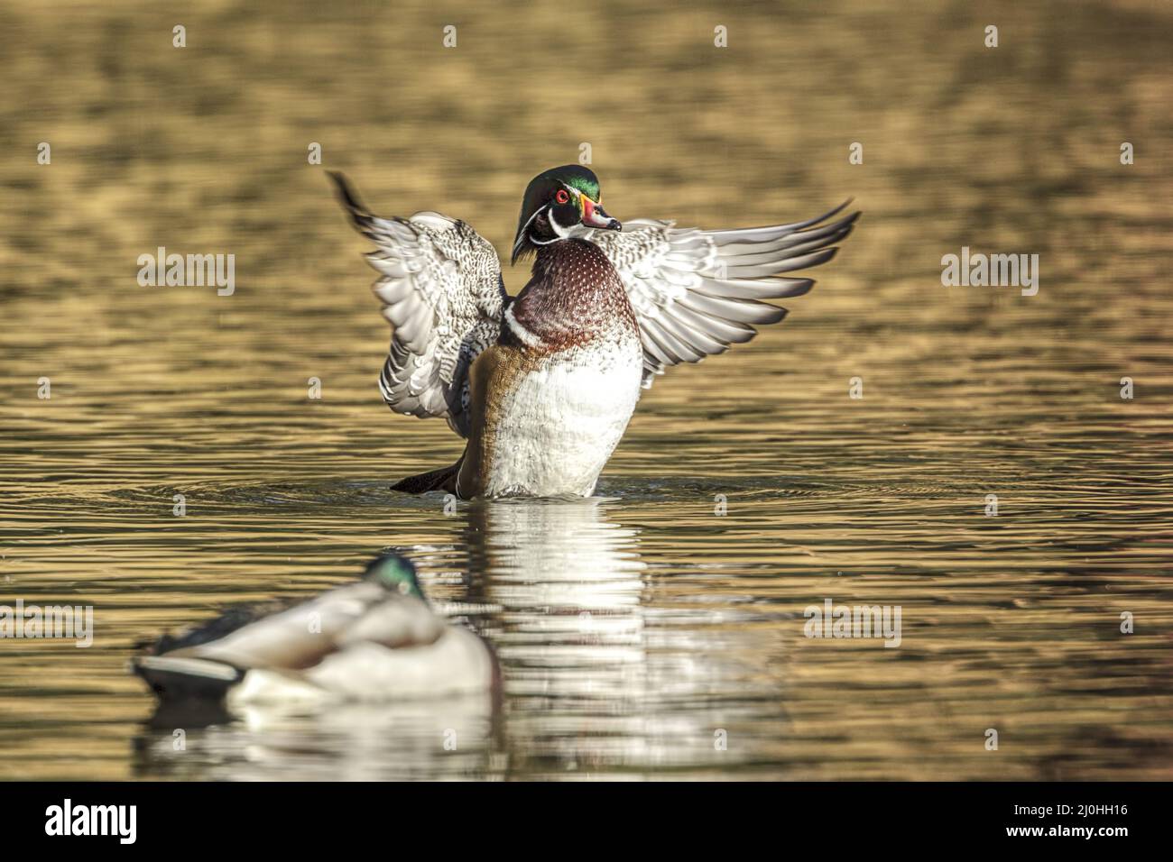 Spread wide hi-res stock photography and images - Alamy