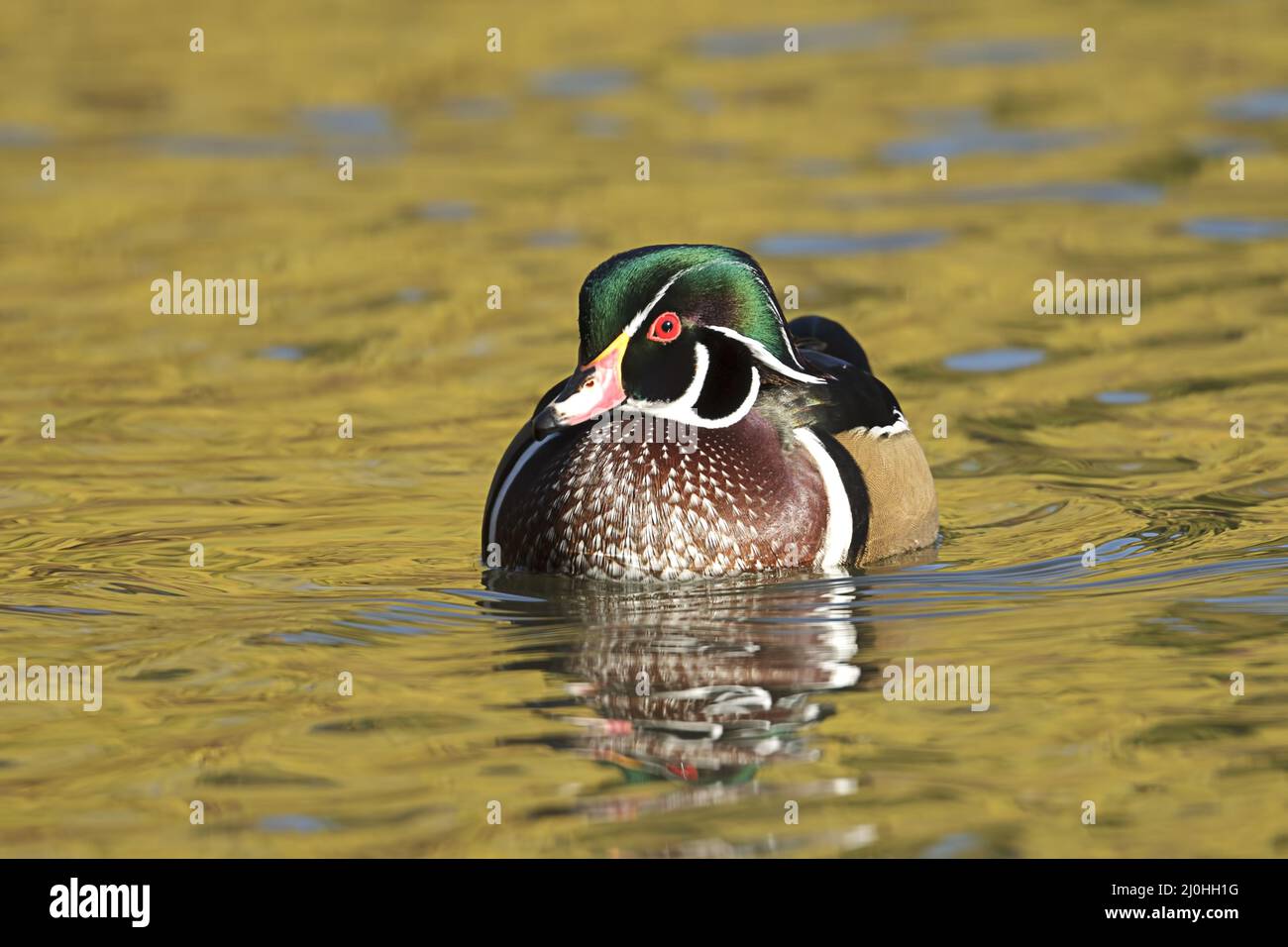 Calm water with duck swimming hi-res stock photography and images - Alamy