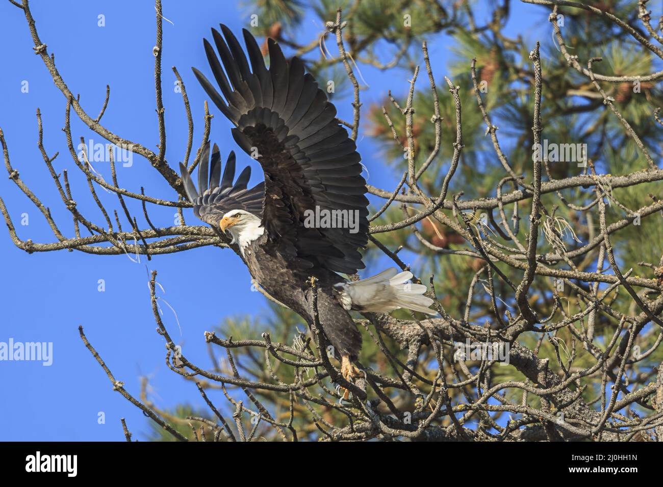 Bald eagle fly hi-res stock photography and images - Alamy