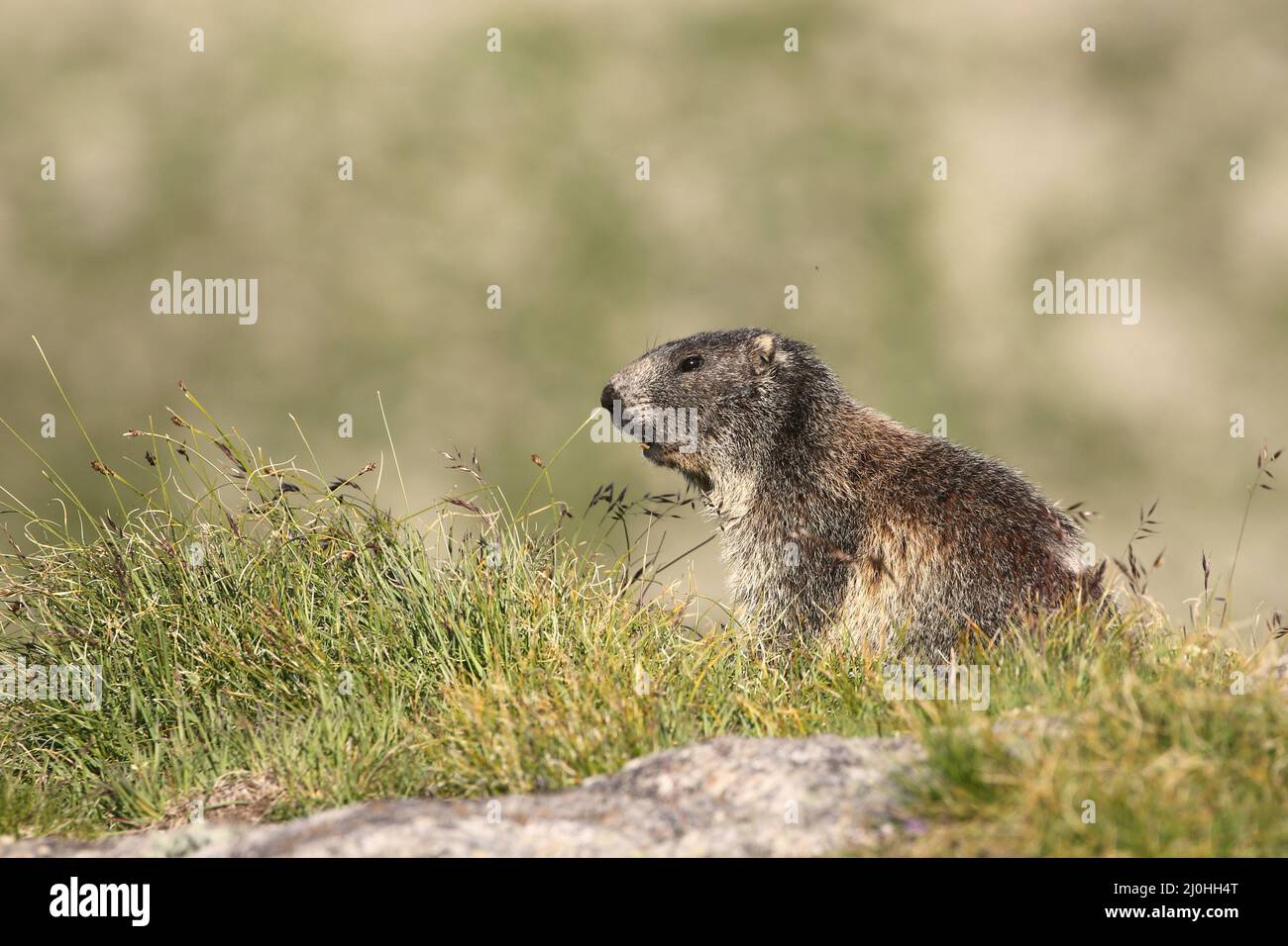 Whistle bathing hi-res stock photography and images - Alamy