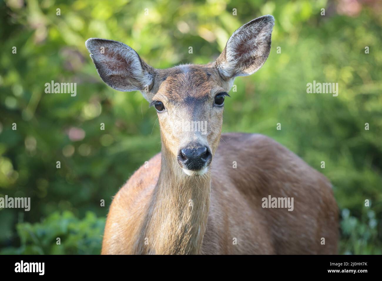 Black deer hi-res stock photography and images - Alamy