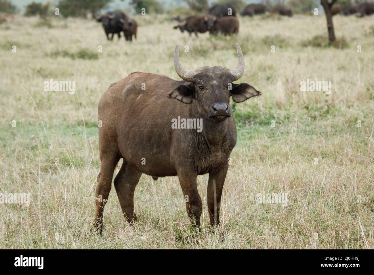 portrait of a cape buffalo Stock Photo - Alamy