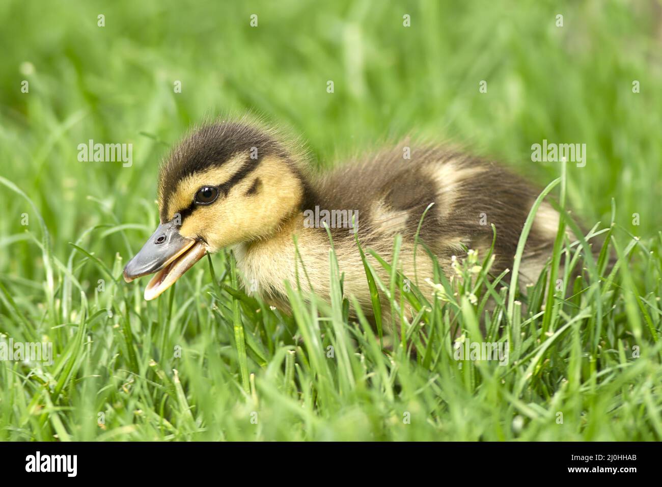 Opens the beak hi-res stock photography and images - Alamy