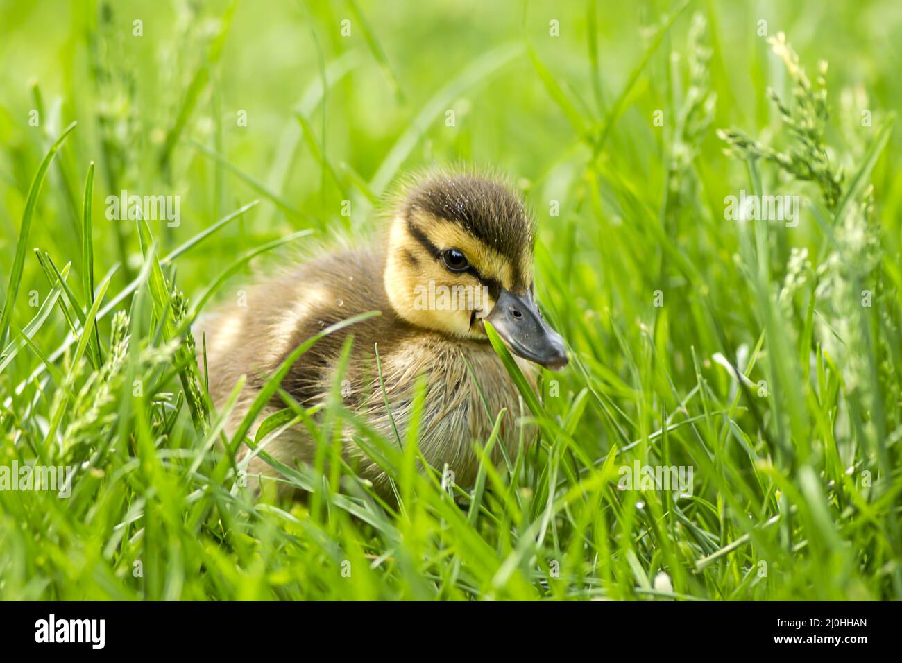 Washington wildfowl park hi-res stock photography and images - Alamy