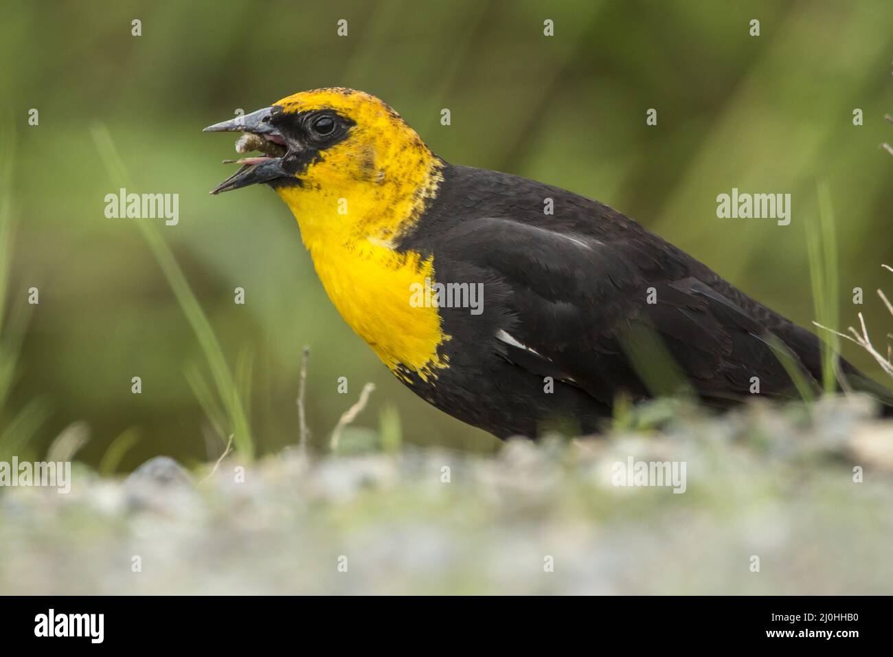 Insect eating bird hi-res stock photography and images - Alamy
