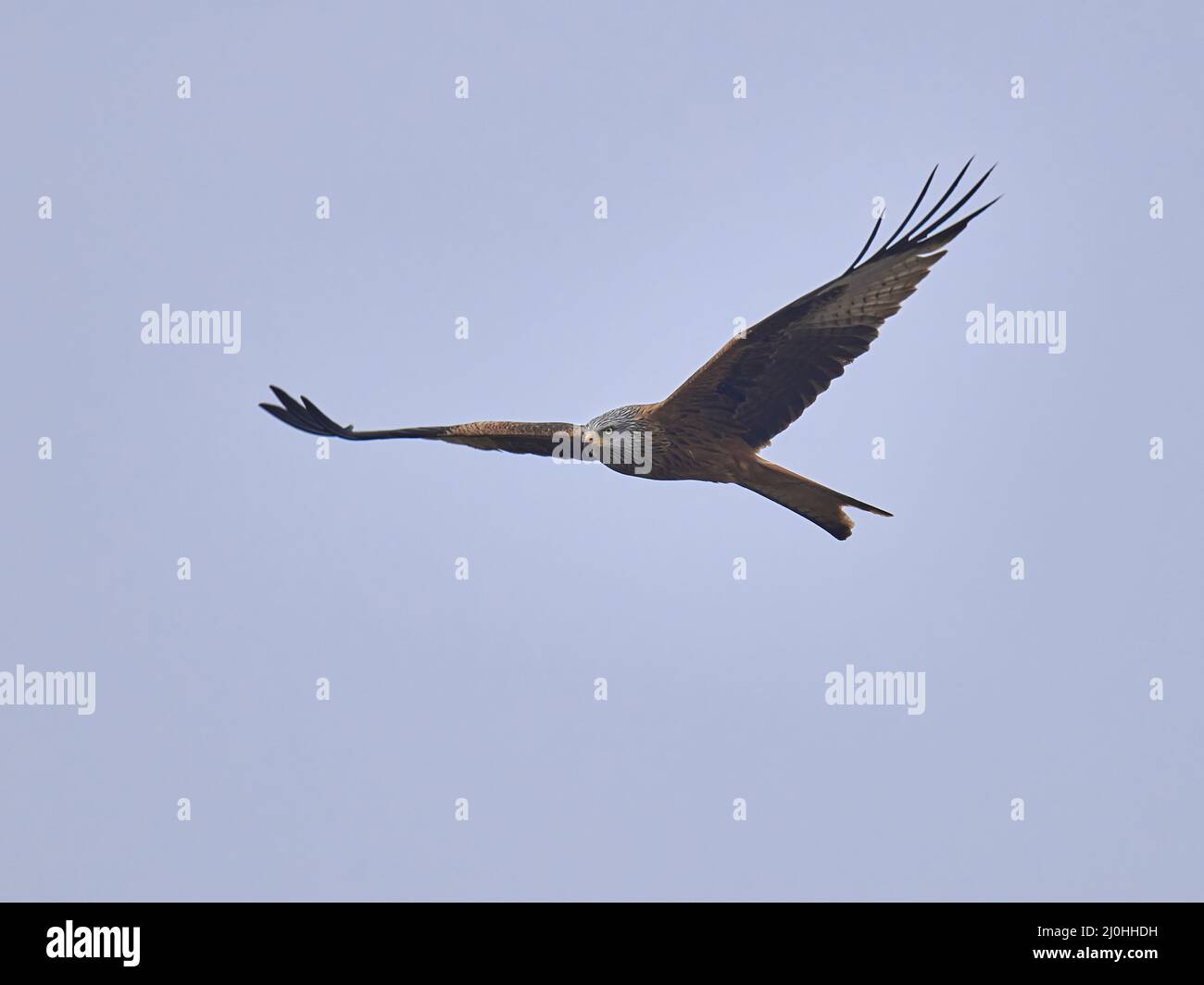 Milvus red milan rotmilan hi-res stock photography and images - Alamy