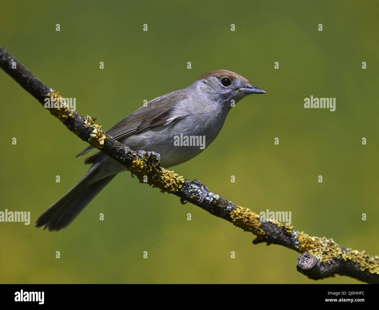 Blackcaps hi-res stock photography and images - Alamy