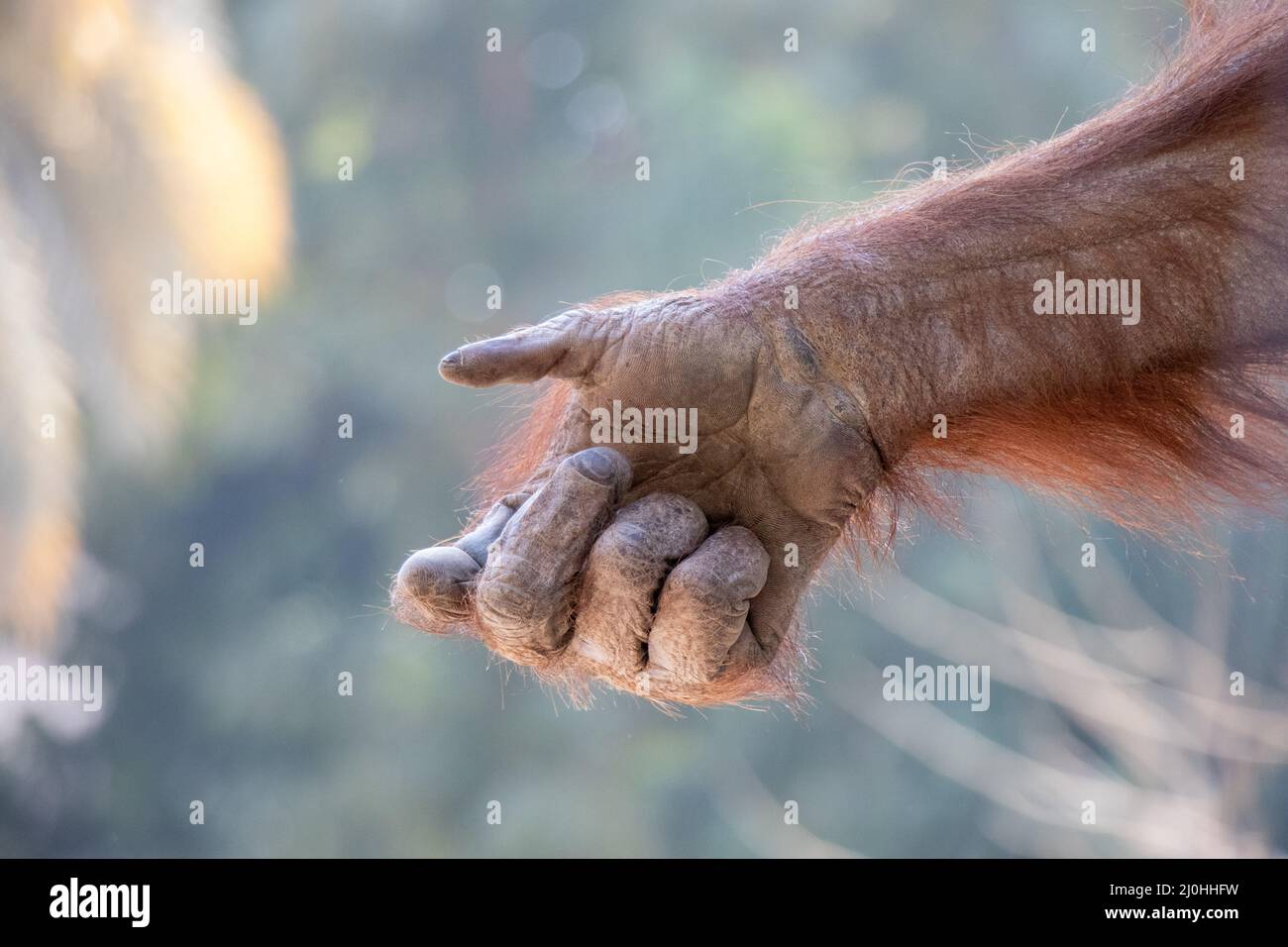 Monkeys hand hi-res stock photography and images - Alamy