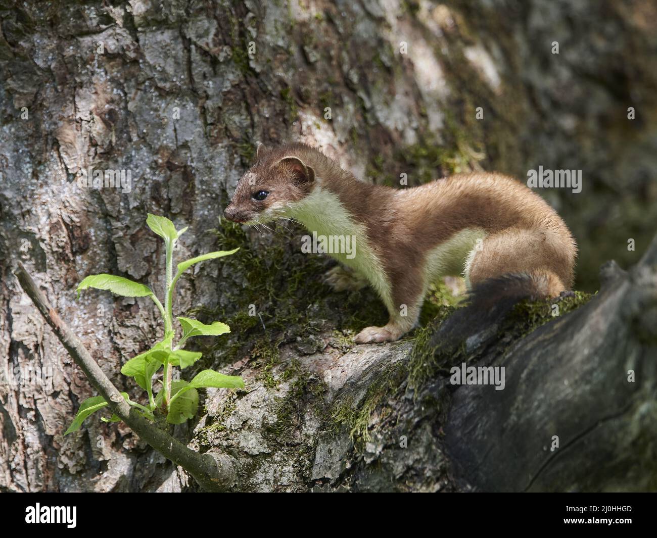 Furr tree hi-res stock photography and images - Alamy