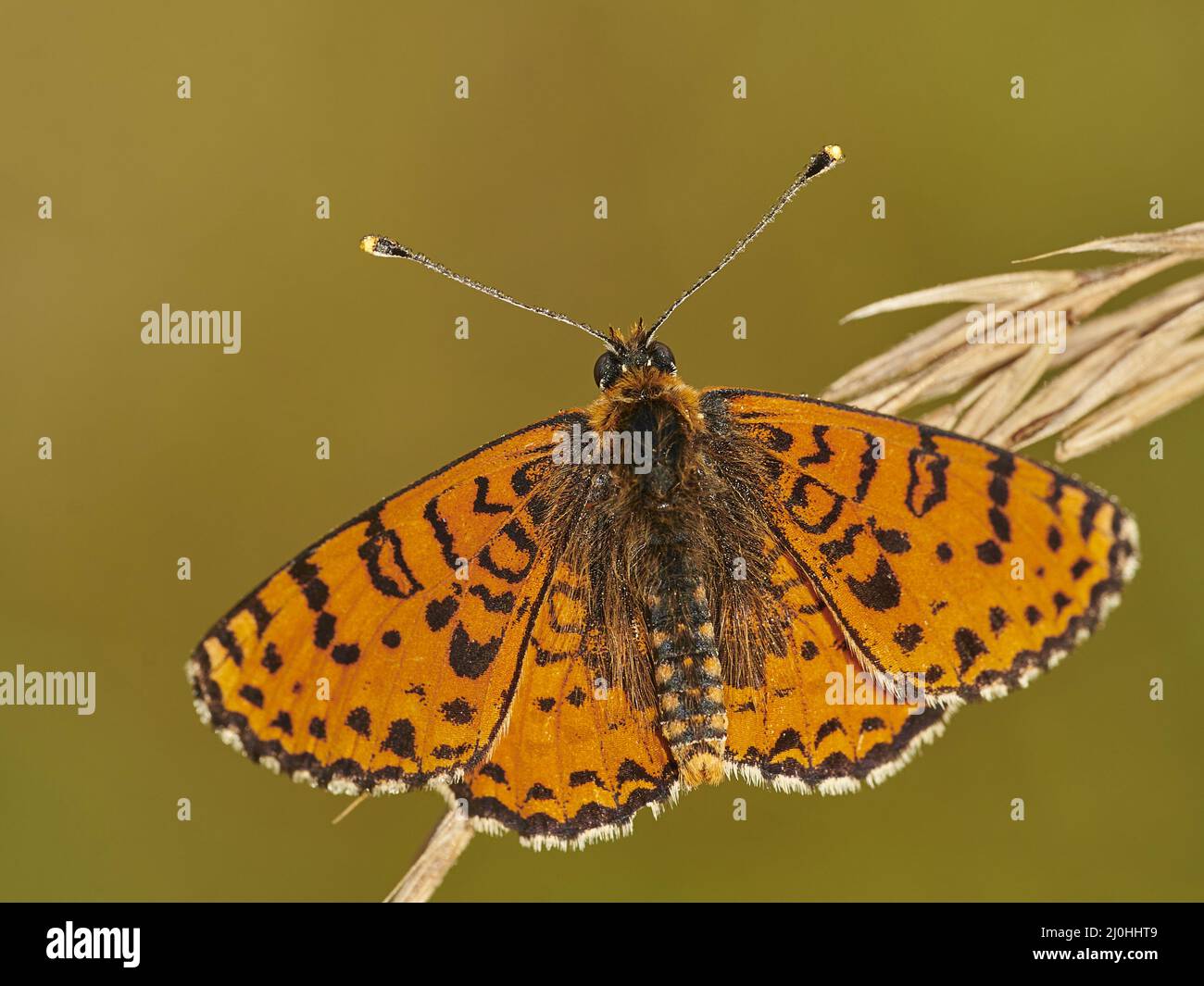 R gescha tzt hi-res stock photography and images - Alamy