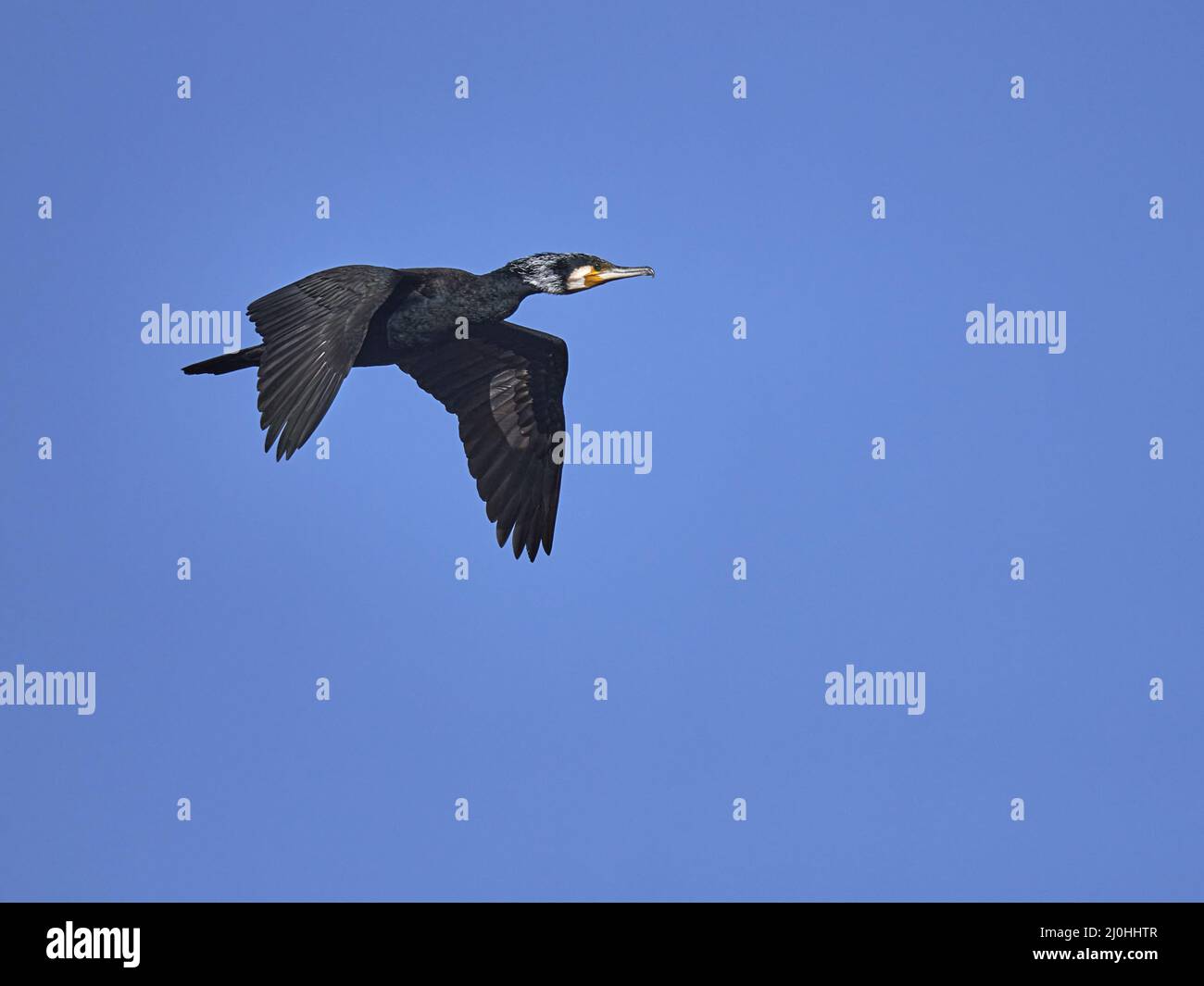 Kormoran sea raven cormorant hi-res stock photography and images - Alamy