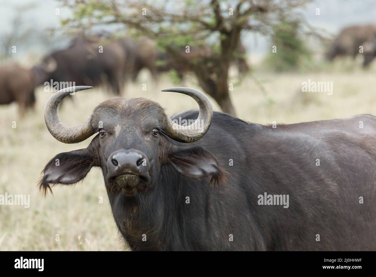 portrait of a cape buffalo Stock Photo - Alamy