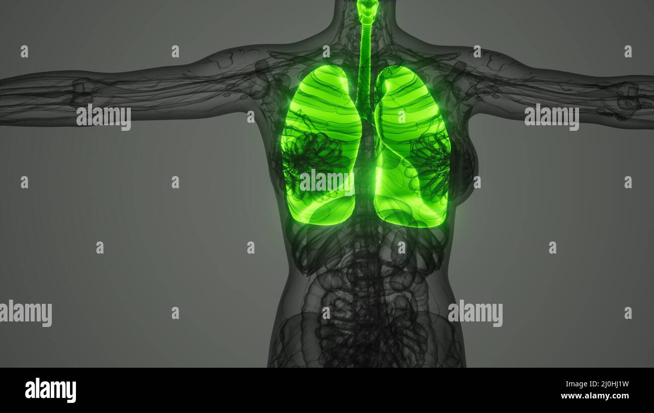 Science anatomy scan of human lungs Stock Photo - Alamy