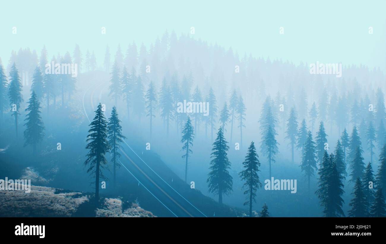 Road through the russian taiga forest from aerial view Stock Photo - Alamy