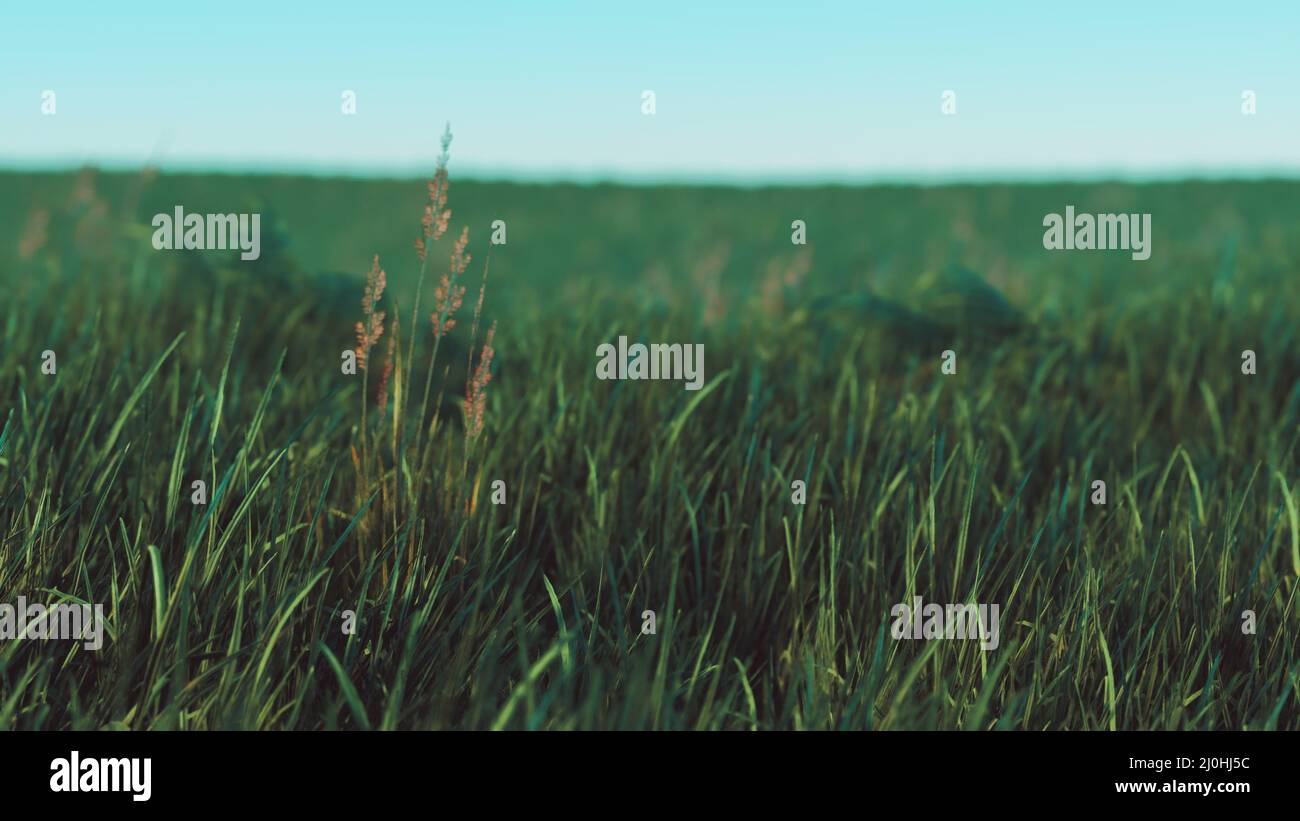 Green fresh grass as a nice background Stock Photo - Alamy