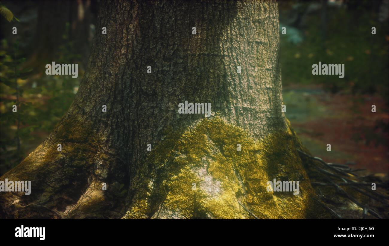 Tree roots and sunshine in a green forest with moss Stock Photo - Alamy