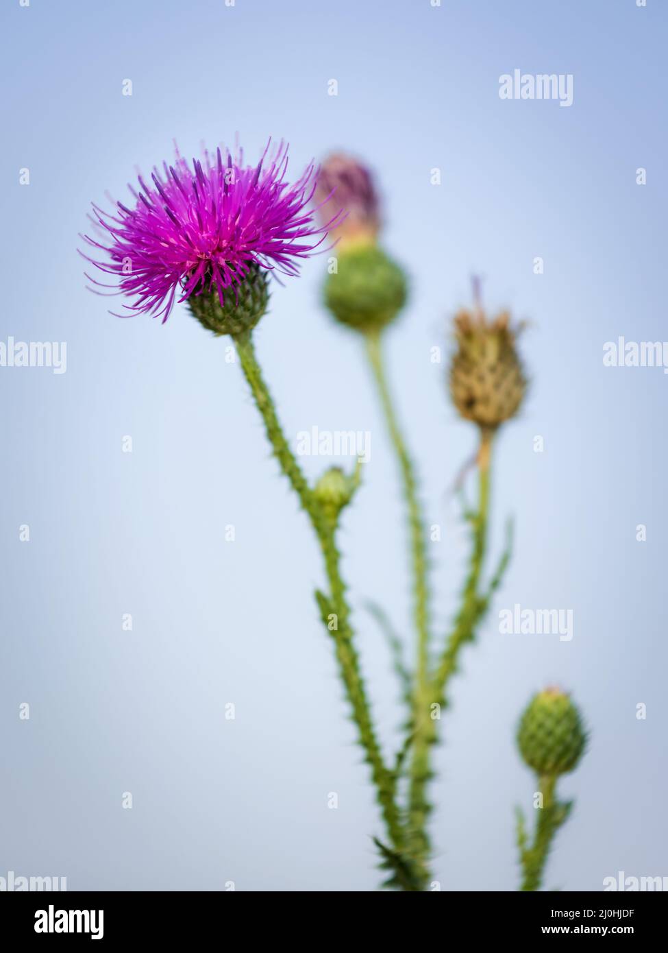 Bristle thistle hi-res stock photography and images - Alamy