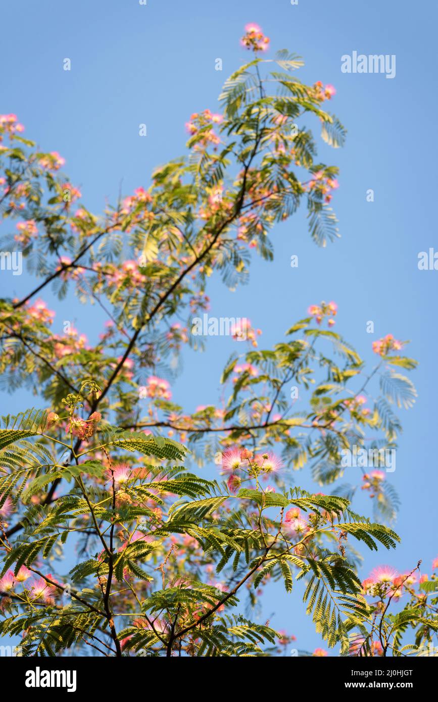 Pink silk tree Stock Photo - Alamy
