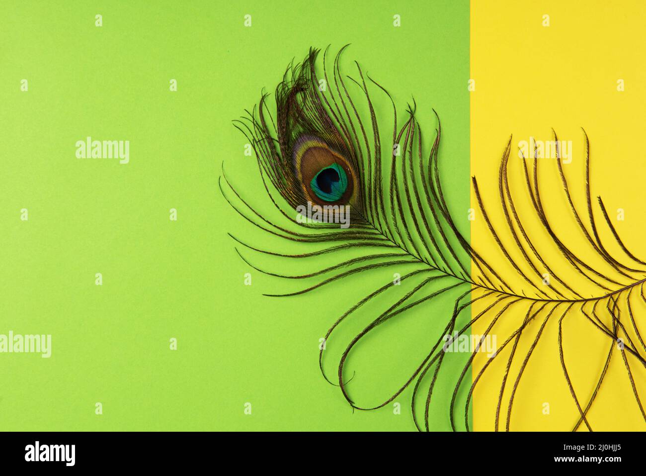 Peacock plume on color paper Stock Photo - Alamy