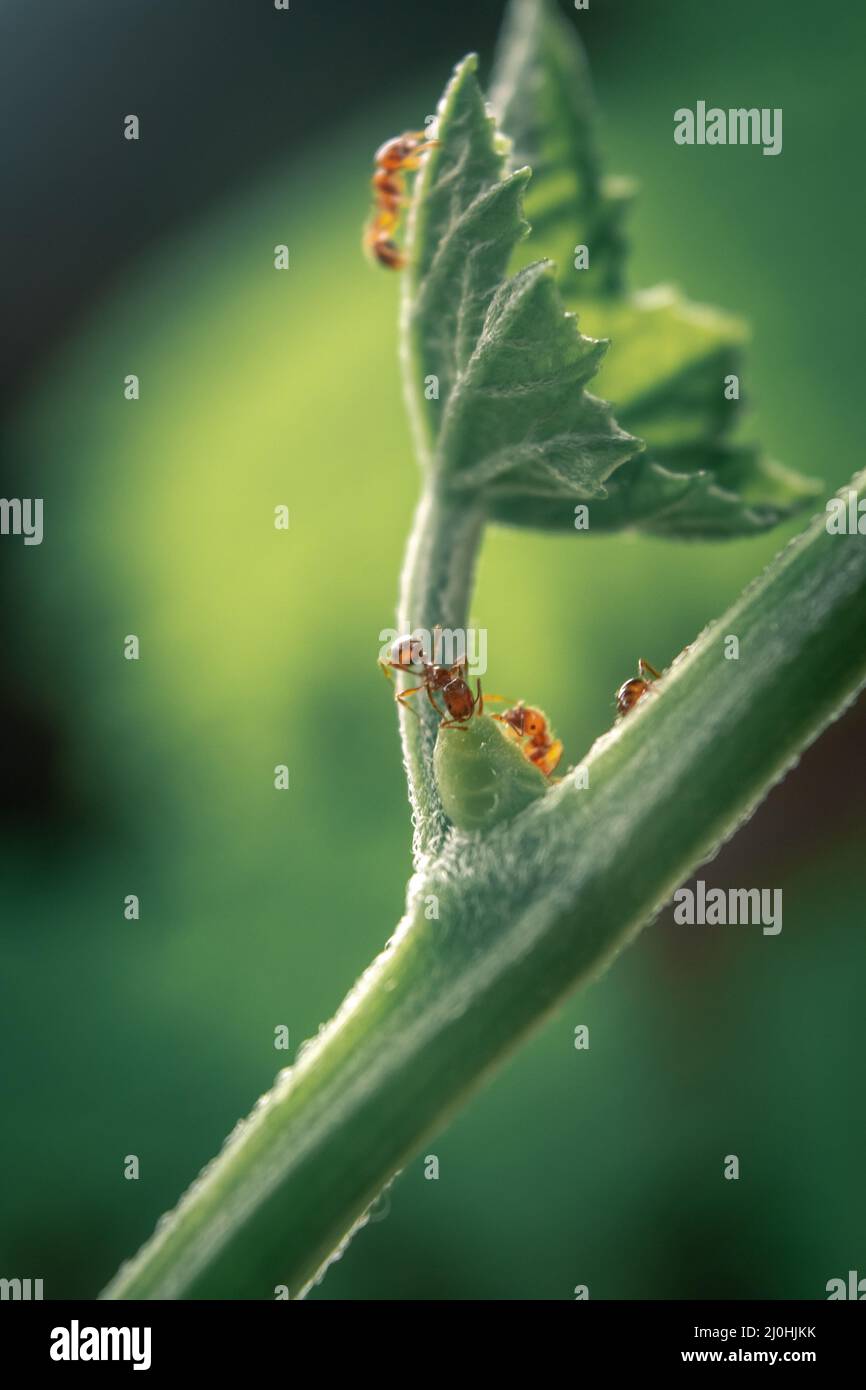Closeup shot of a bunch of ants on a leaf during the day Stock Photo ...