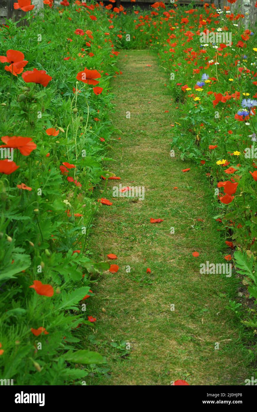 Lest we forget blossom hi-res stock photography and images - Alamy