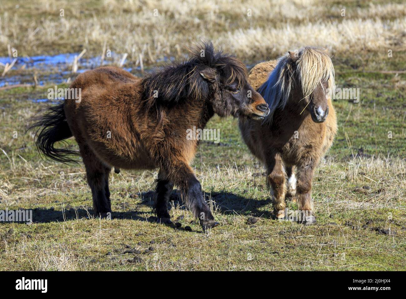Mini horses hi-res stock photography and images - Alamy