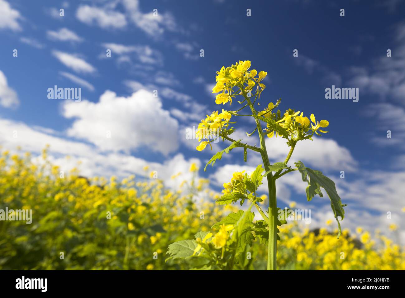 Shallow focus close-up of oilseed rape flower Stock Photo - Alamy