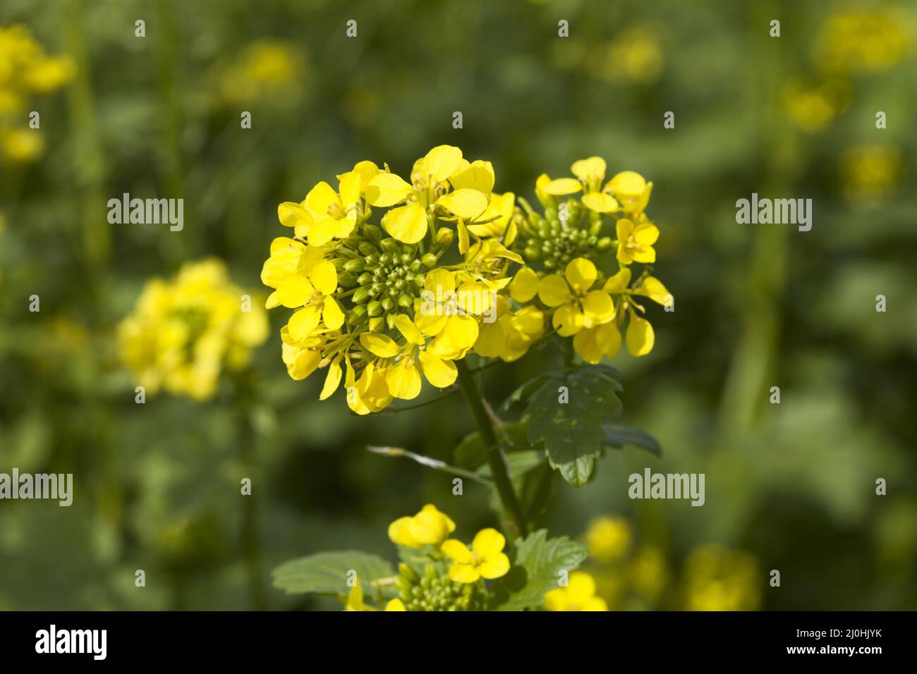 Shallow focus close-up of oilseed rape flower Stock Photo - Alamy