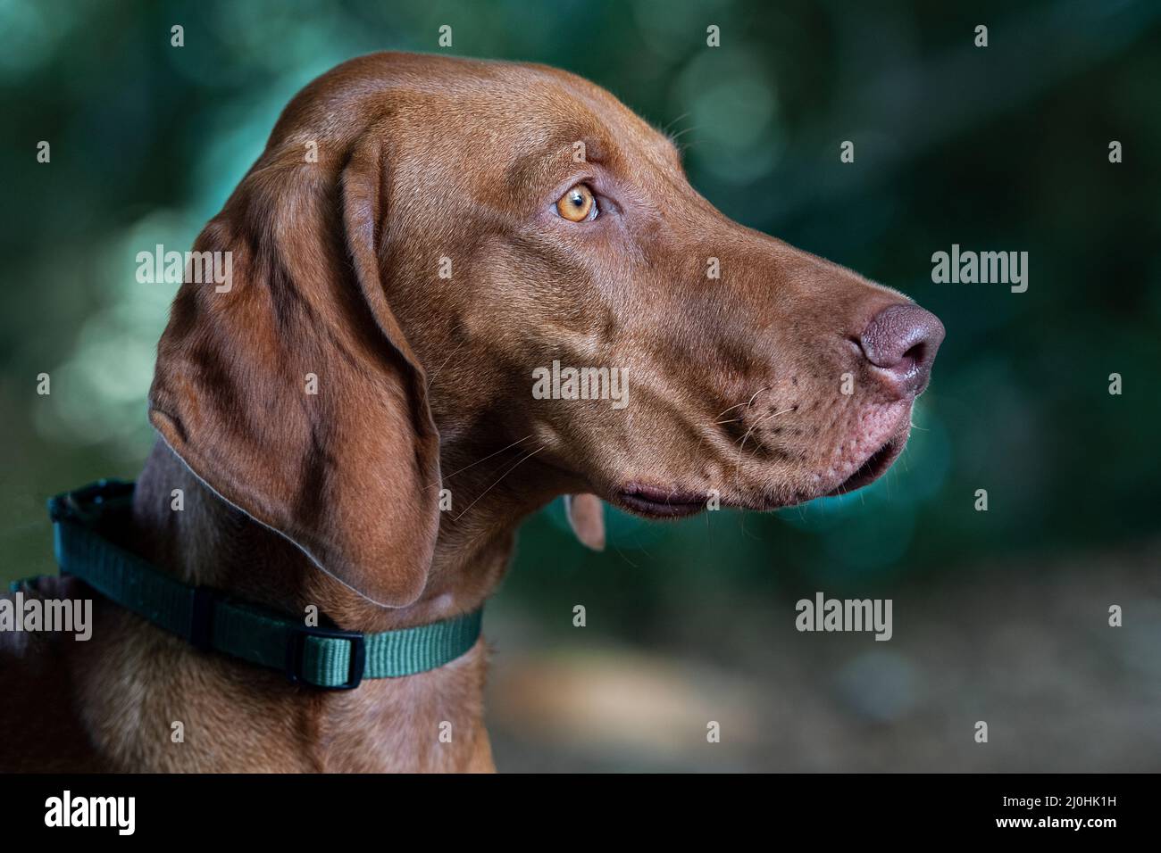 Magyar viszla hi-res stock photography and images - Alamy