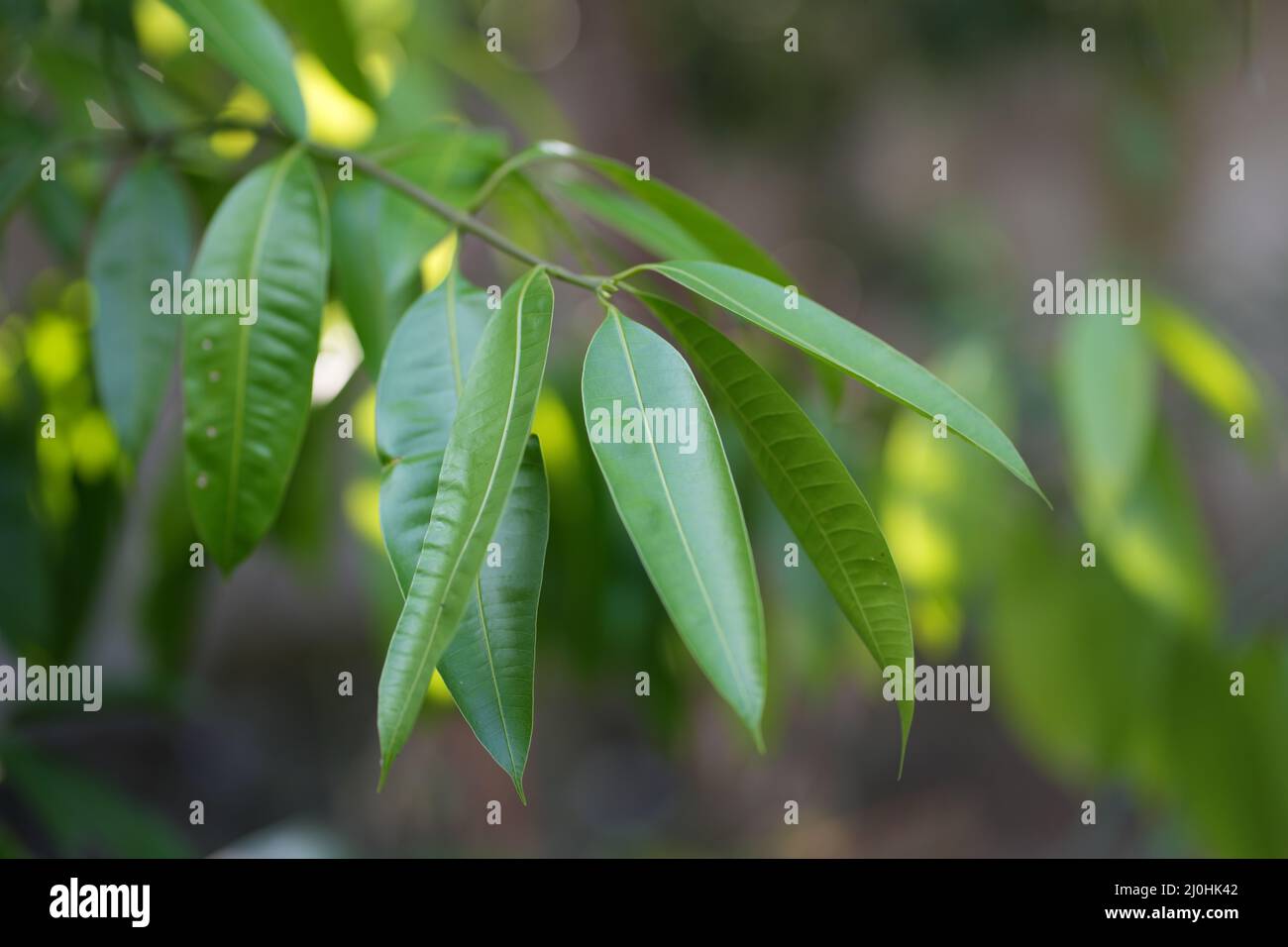 A selective focus of green Indian mango leaves in sunlight Stock Photo ...