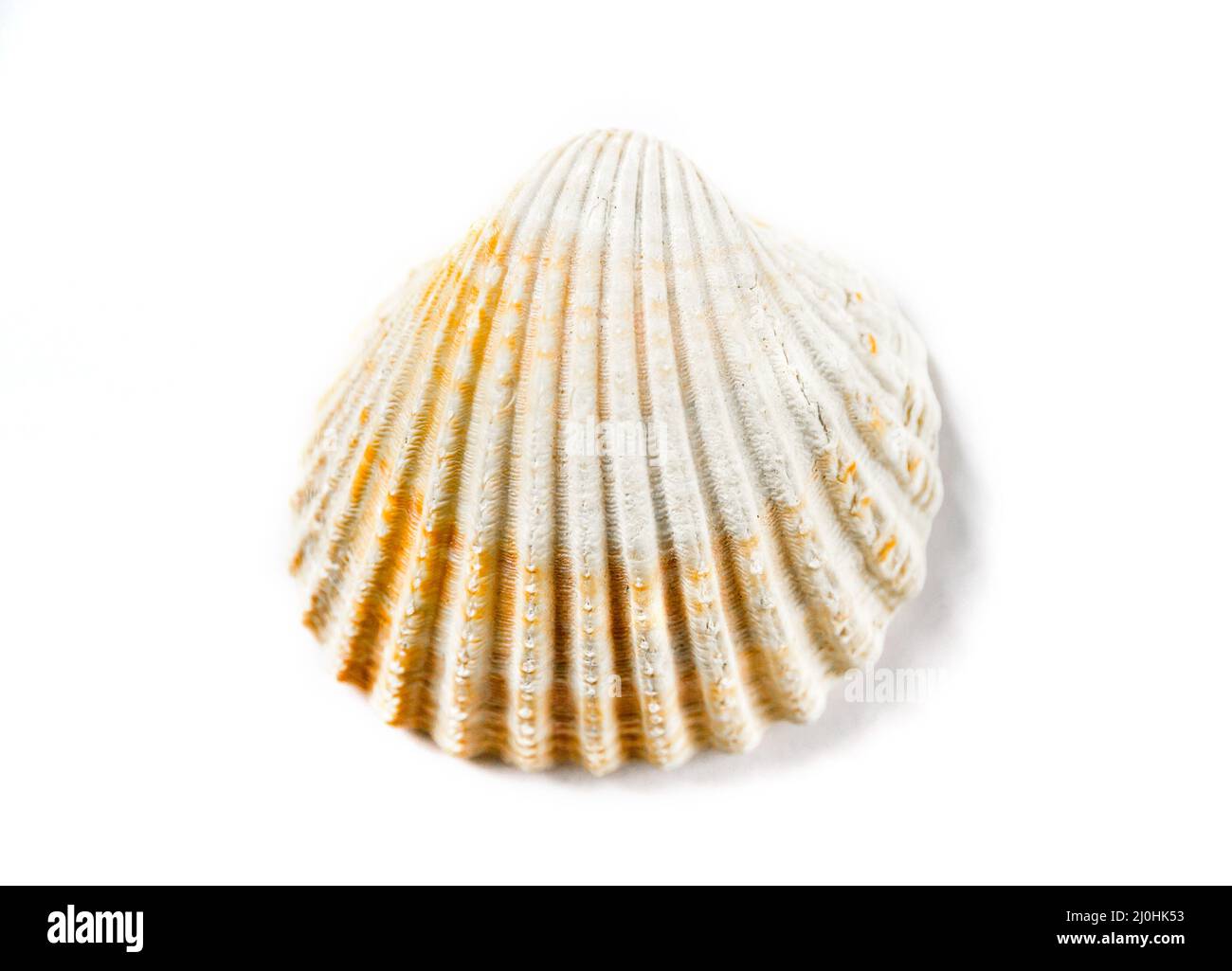 Sea shell on white background Stock Photo - Alamy