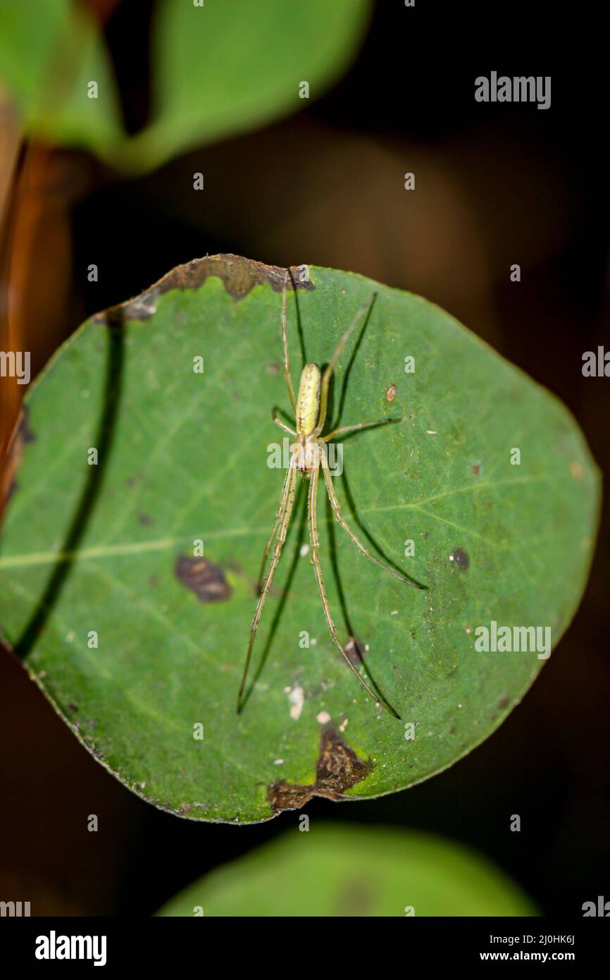 Extensor spider hi-res stock photography and images - Alamy