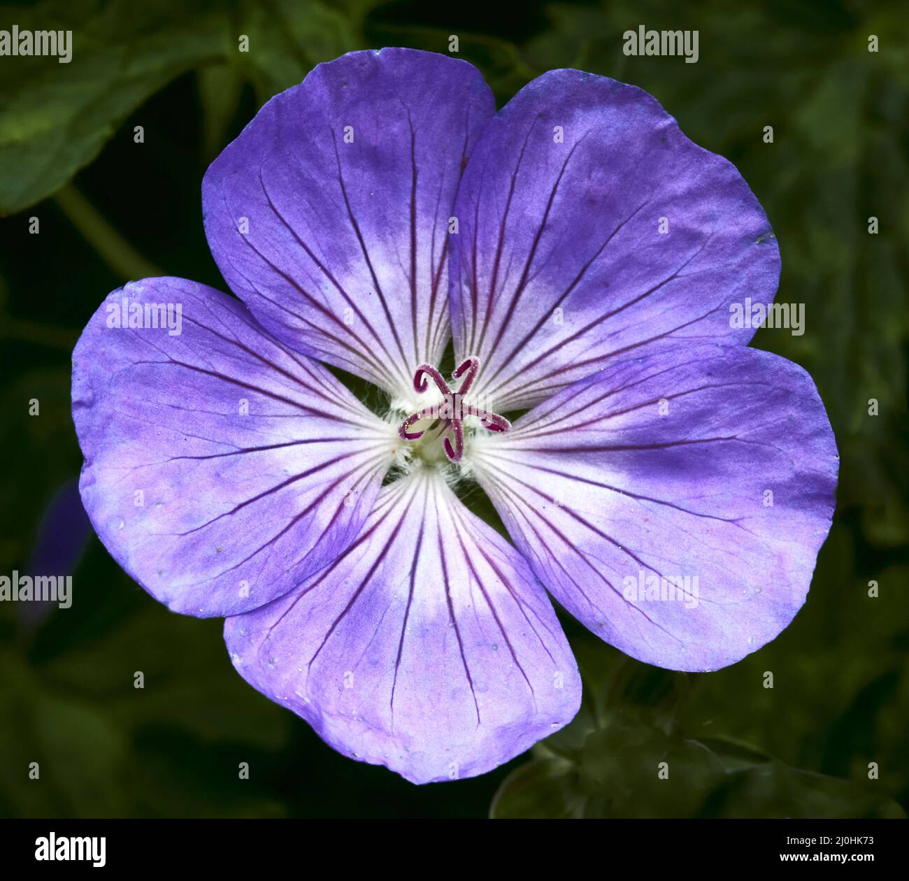 Jolly bee geranium cranesbill hi-res stock photography and images - Alamy
