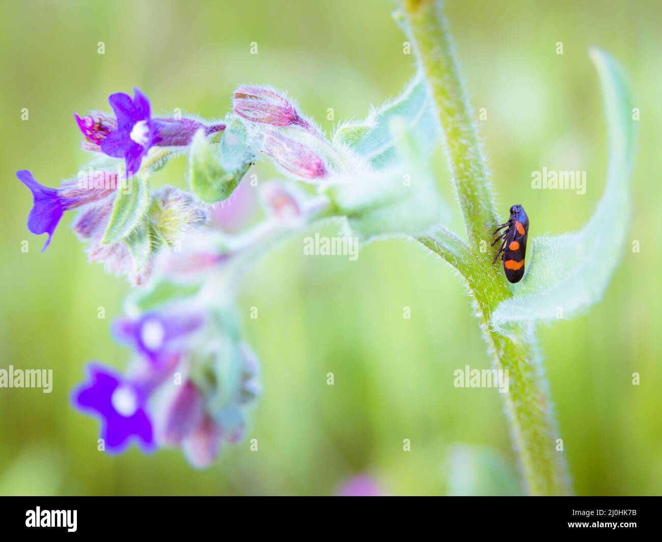 Spring beetle hi-res stock photography and images - Alamy