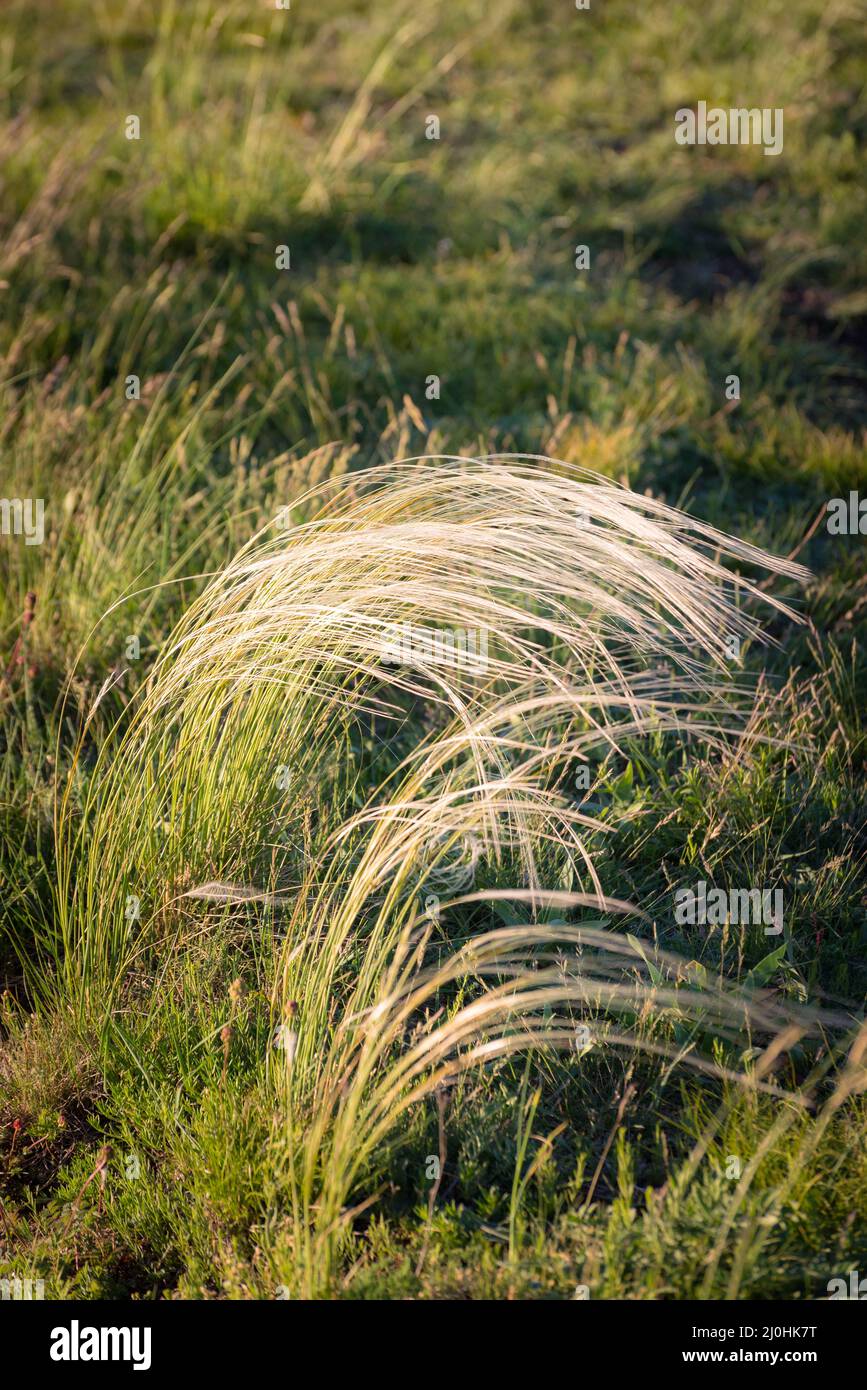 Beautiful grass at a meadow Stock Photo - Alamy