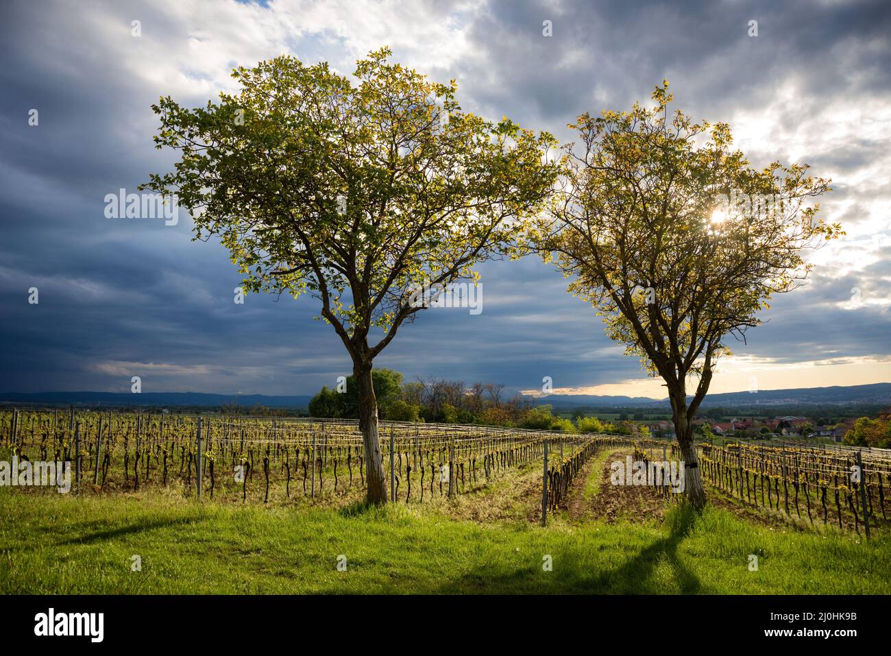 Dark sunset trees hi-res stock photography and images - Alamy