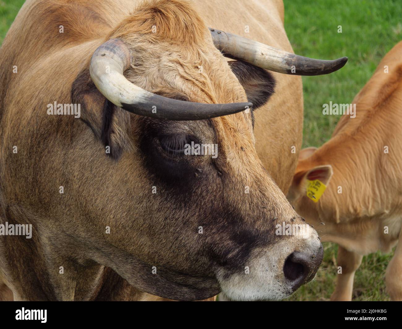 Cow in germany Stock Photo - Alamy