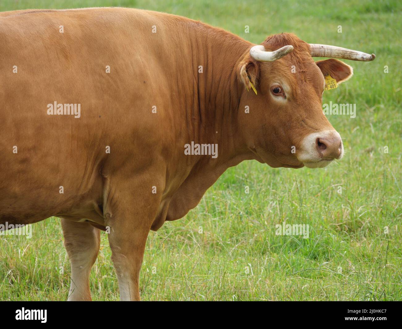 Big cow hi-res stock photography and images - Alamy